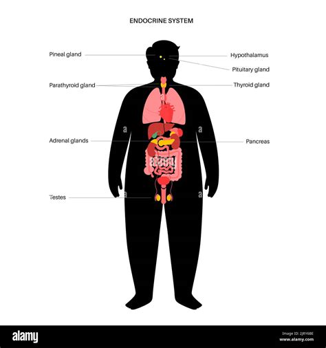Human Endocrine System Illustration Stock Photo Alamy