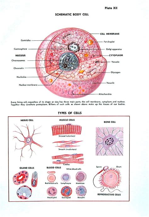 Human Anatomy Print The Body Cell Types Of Cells The Human
