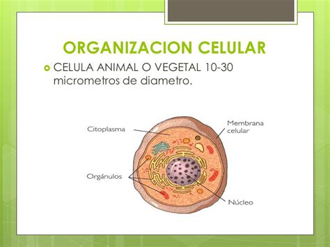 ORGANIZACIÓN CELULAR