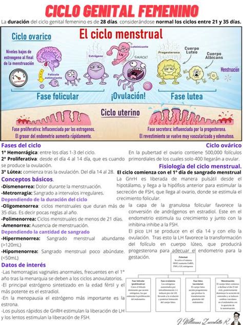 Ciclo Genital Femenino Ciclo Menstrual Ciclo Ov Rico Y Endometrial