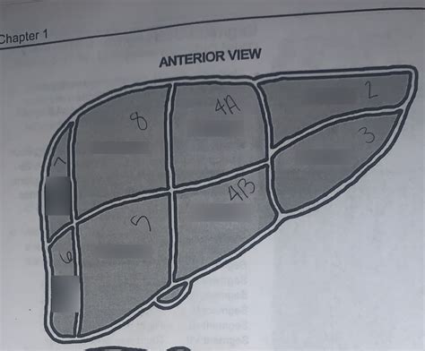 Anterior View Of Liver Diagram Diagram Quizlet