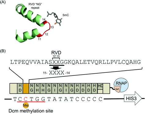 Sequence Specific Recognition Of Methylated DNA By An Engineered