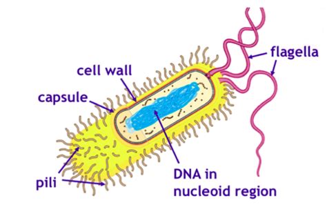 Prokaryotic Cell Biology Flashcards Quizlet