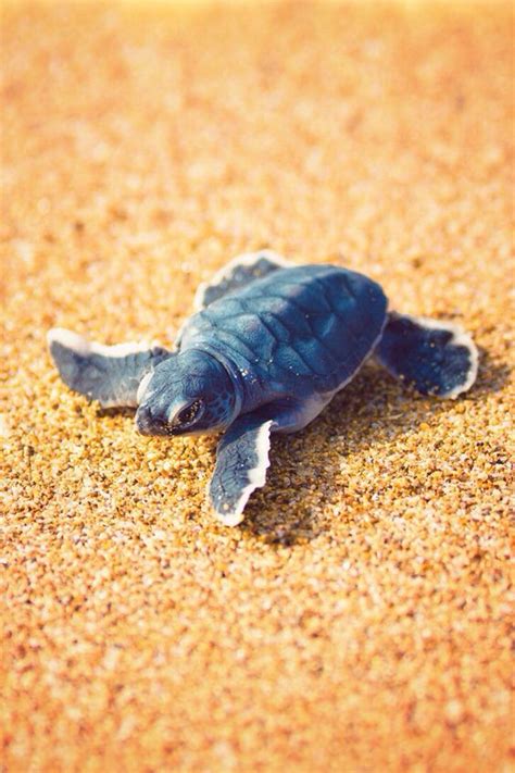 Of The Beautiful And Cute Baby Sea Turtle Pictures That Will