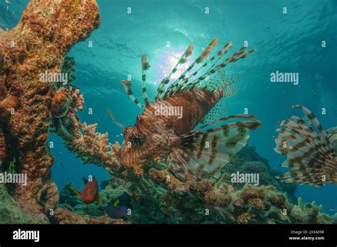 Lionfish In The Red Sea Colorful Fish Eilat Israel Stock Photo Alamy