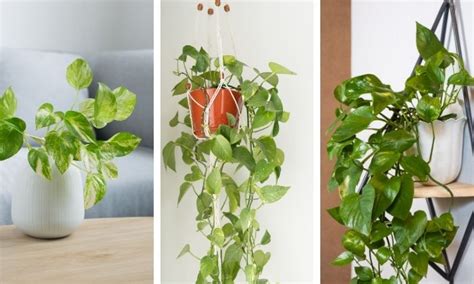 Conhe A Plantas Que N O Precisam De Sol Frequente