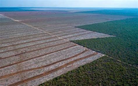 Matopiba Bate Recorde De Desmatamento No Cerrado Ecol