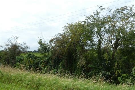 Hedgerow Beside The Path DS Pugh Cc By Sa 2 0 Geograph Britain And