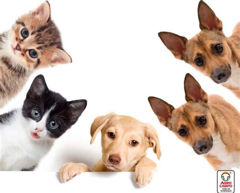 Cómo adoptar y rehabilitar perros y gatos El Amor Animal