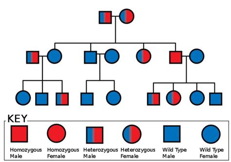 Difference Between Homozygous And Heterozygous Toppr Molecular