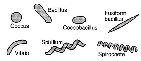 Types Of Bacterial Cells