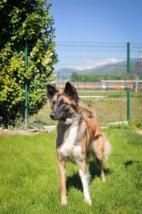 APAGI Luby CHIEN X Berger Belge Tervueren à la robe Fauve charbonnée