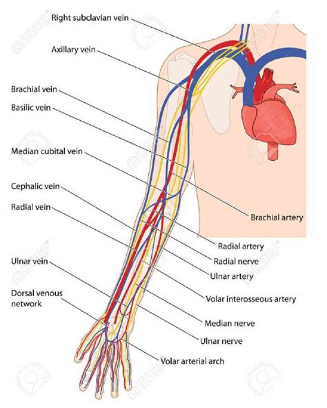 Anatomy Of The Veins In The Arm MedicineBTG