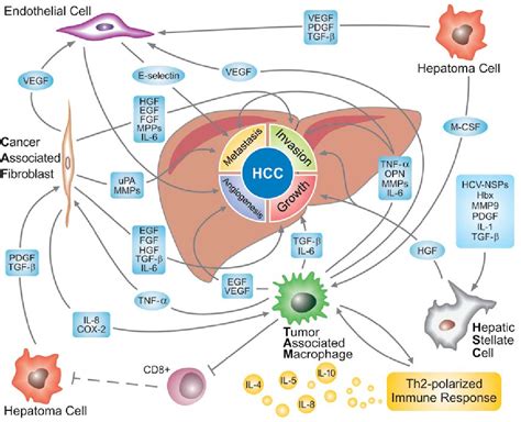Figure 1 From The Tumor Microenvironment In Hepatocellular Carcinoma