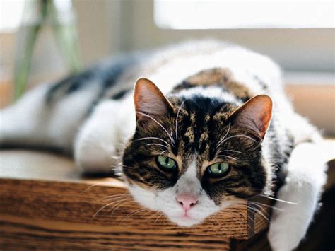 Cuántos años vive un gato Consejos para alargar la vida de tu mascota