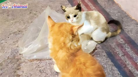 Simon Kucing Lucu Berebut Tempat Dengan Meme Kucing Kecil YouTube