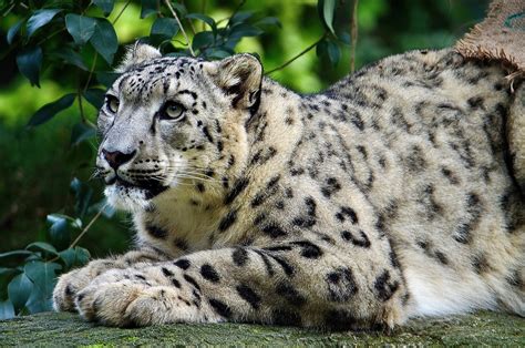 Léopard Des Neiges Zoo Chat Photo gratuite sur Pixabay Pixabay