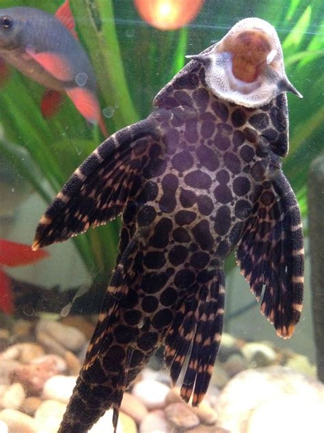 Hjälp med att Köns bestämma 2 gibbiceps Akvarium iFokus