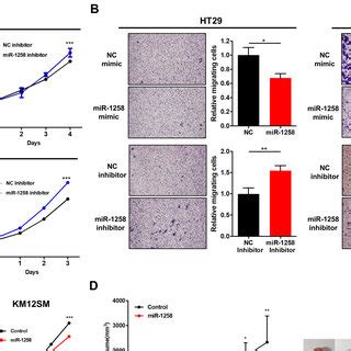 MiR 1258 Inhibits Cell Proliferation Migration And Tumorigenicity In