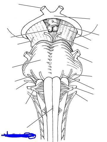 Ventral View Of Brainstem Lab Practical Diagram Quizlet