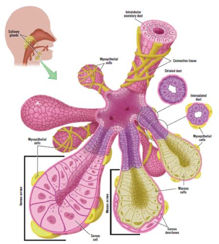 Histology Of The Gi Tract Flashcards Quizlet