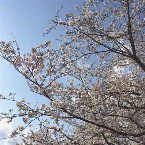 こっこ on Twitter 先日ちょっとだけ晴れた時にいつもの公園でまだ桜が咲いていたので桜トンネルも撮影できました