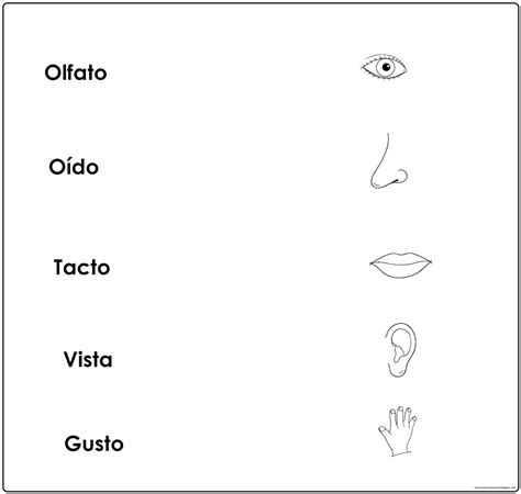 Imágenes del los cinco sentidos para colorear Imagui