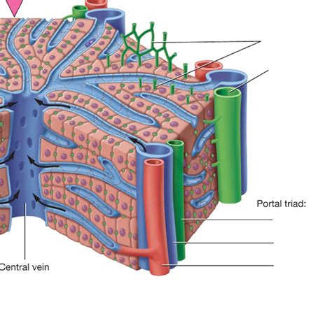 Liver Lobule Pt Diagram Quizlet