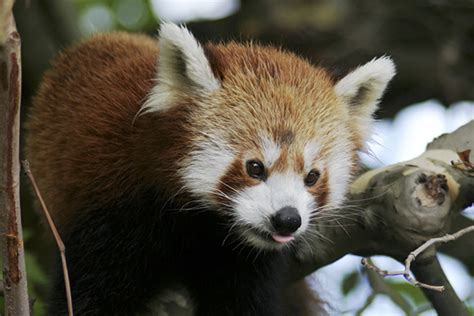 les animaux en voie de disparition exposé pdf