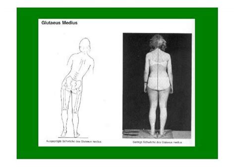 Anatomie Des Bewegungsapparates Skript Teil II Funktionelle