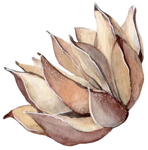 Pin By Andrea Ceresito On Flores Acuareladas In 2024 Botanical