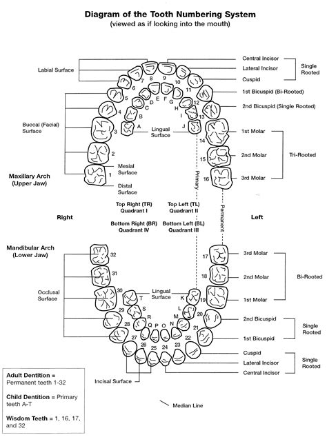 Diagram Of Dental Tooth Numbering System