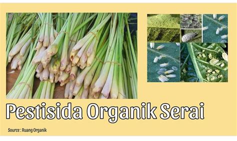 Pestisida Nabati Dari Serai Dan Bawang Putih Begini Cara Pembuatannya