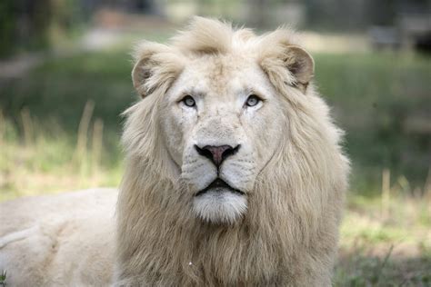African White Lion Wallpapers Wallpapersafari