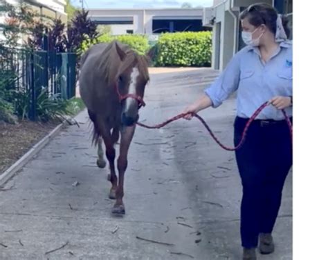 Equine MSK Lameness Imaging 1 2 Equine Lameness Exam Diagnostic