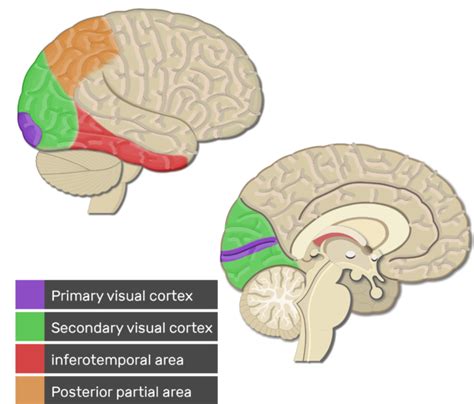 visual cortex areas