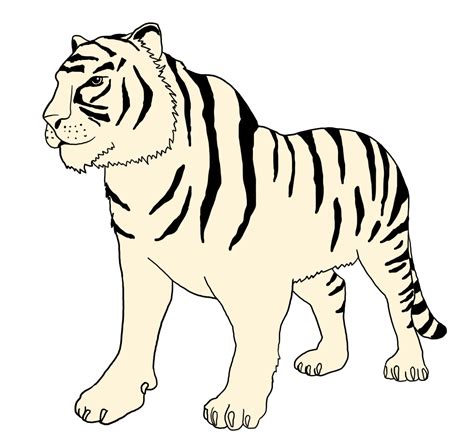 Black And White Tiger Drawings Clipart Library Clip Art Library