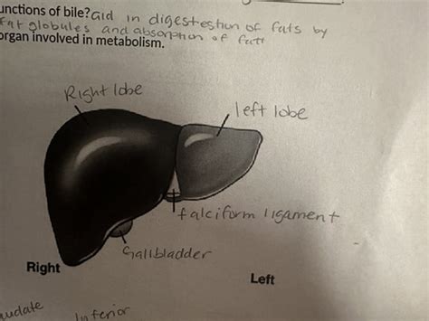 Biliary Tract And Upper Gi Flashcards Quizlet