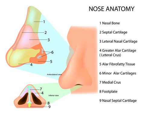 Diagram Of Inside Of Nose