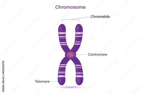 Structure Of Chromosome Vector Infographics Biological Study Stock