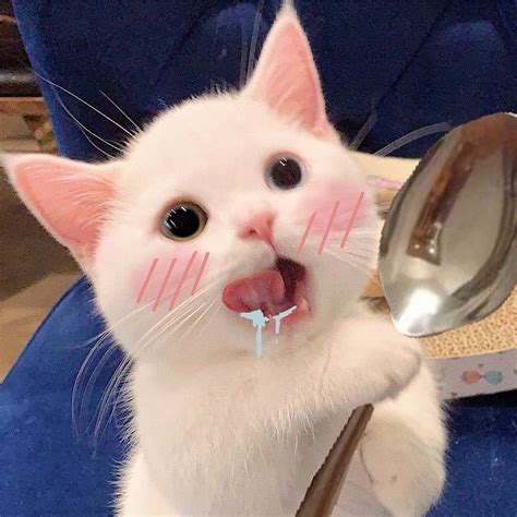 Cute Nh M O H I H C H I H C V M O Ng V T