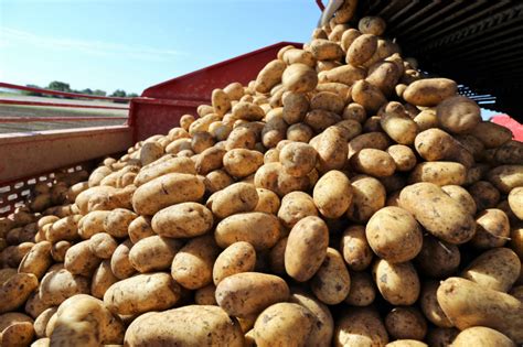Lepsza opłacalność produkcji ziemniaka Sprzedaż przenosi się do sieci