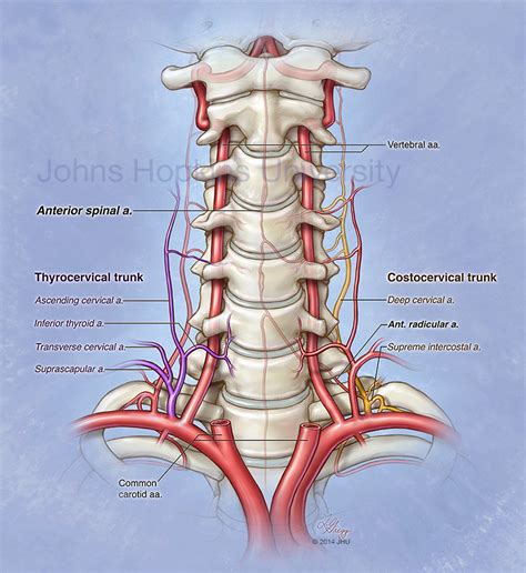 Cervical Spine Vasculature By Lydia Gregg R Medicalillustration