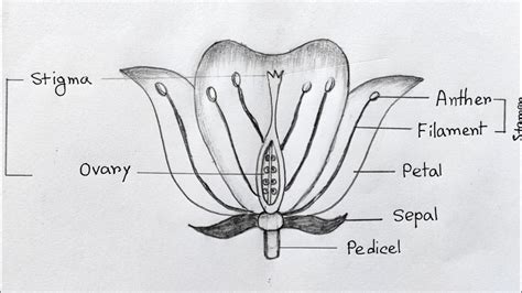 Parts Of Flower How To Draw Longitudinal Section Of Flower Step By