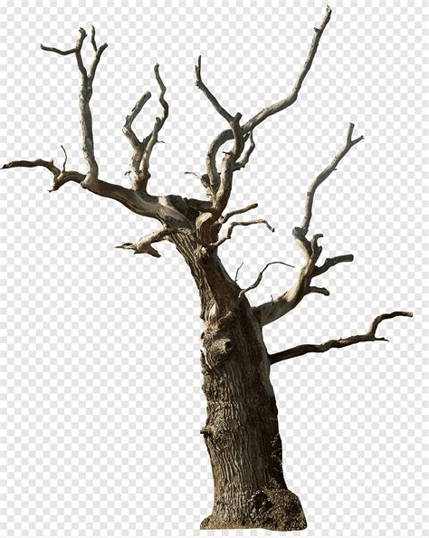 Dead Tree 02 Withered Tree Png PNGEgg