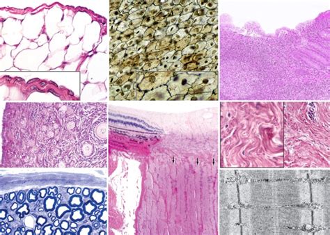 Human Histology BMS 4136C Department Of Anatomy Cell Biology