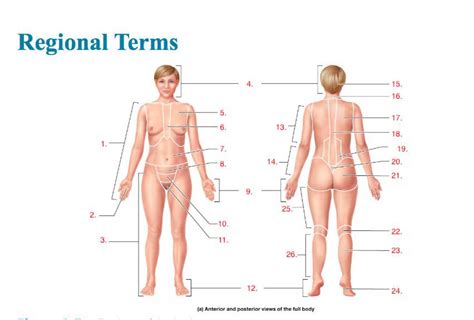 Anterior And Posterior Regional Terms Diagram Quizlet