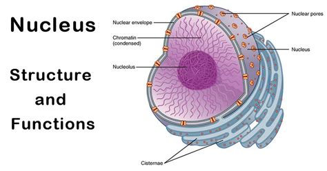 Nucleus Structure And Functions Overall Science
