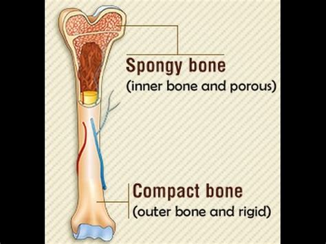 Spongy Bone Vs Compact Bone YouTube