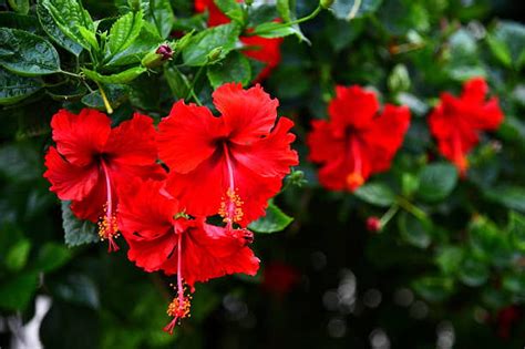 Hibiscus Red Flowers Nature HD Wallpaper Peakpx